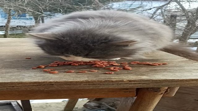 все хотят есть