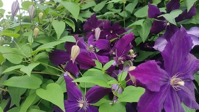 Клематис. Цветение клематиса. Клематис на даче. Красивый фиолетовый клематис.