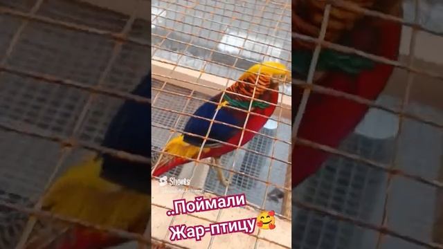 Поймали Жар-птицу)