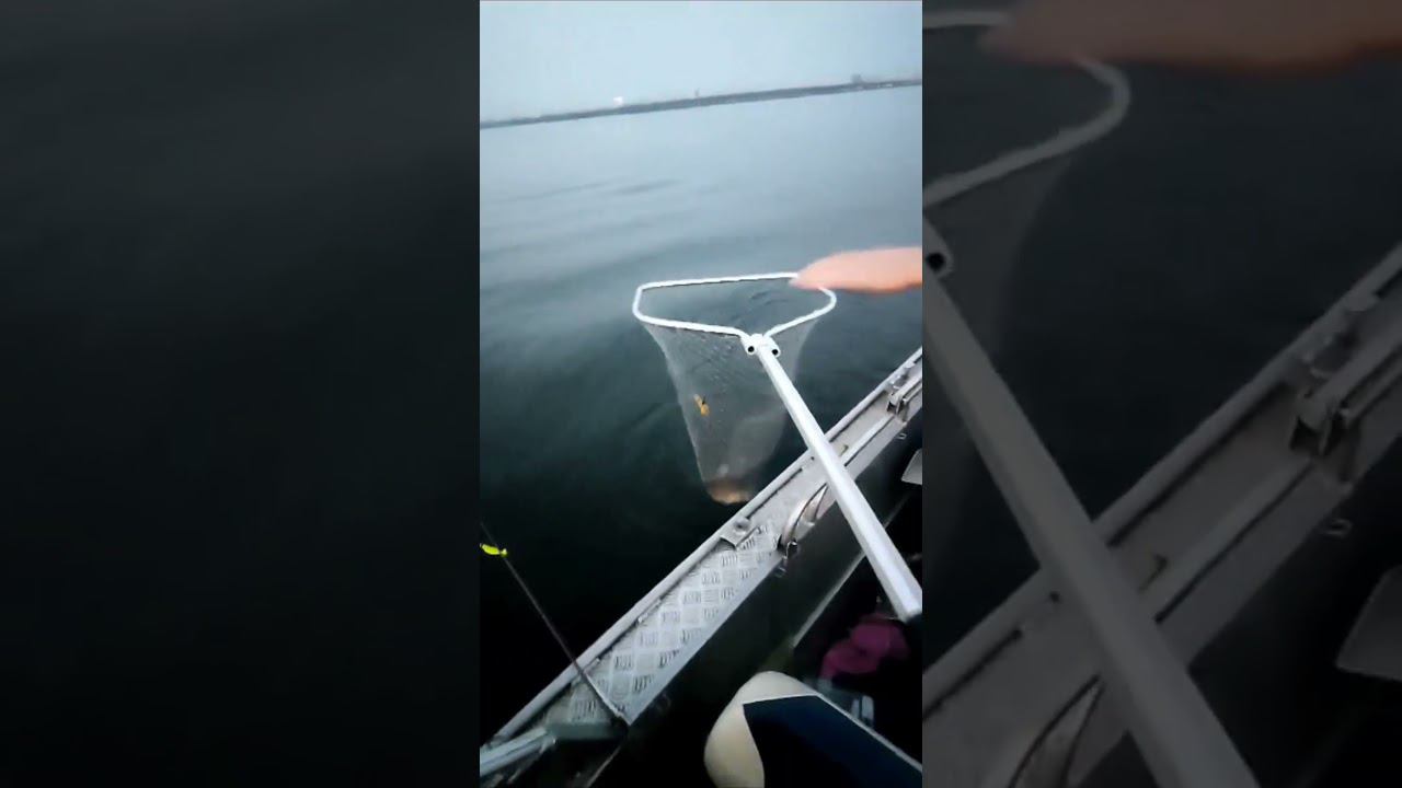 в поисках судака #2024 #юмор #lol #прикол #топ #приколы #музыка #music #song