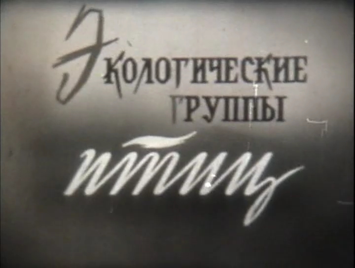 Экологические группы птиц