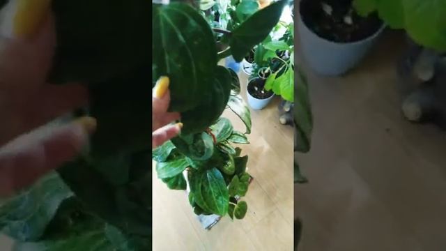 #shorts #хойясаравак.mp4