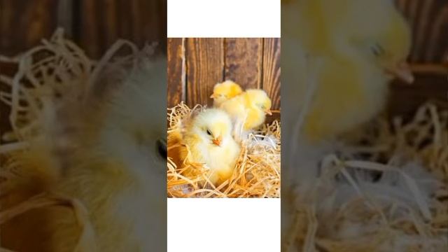 Загадка Цыпленок К. Чуковский