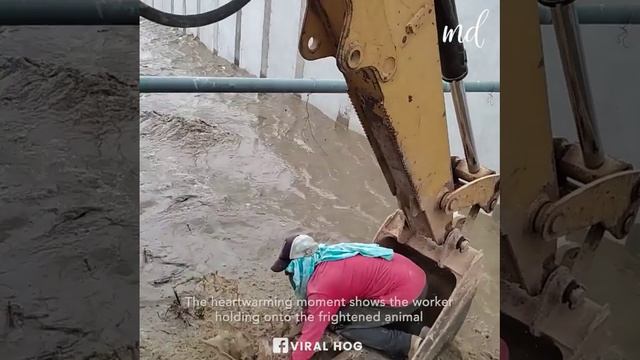 Человечность