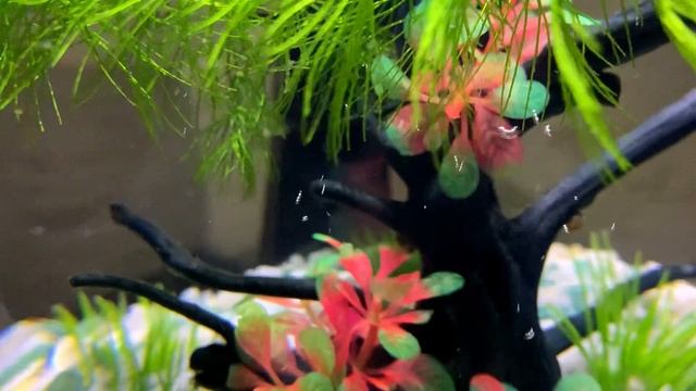Красивая аквариумная рыбка петушок Грегори начинающим аквариумистам