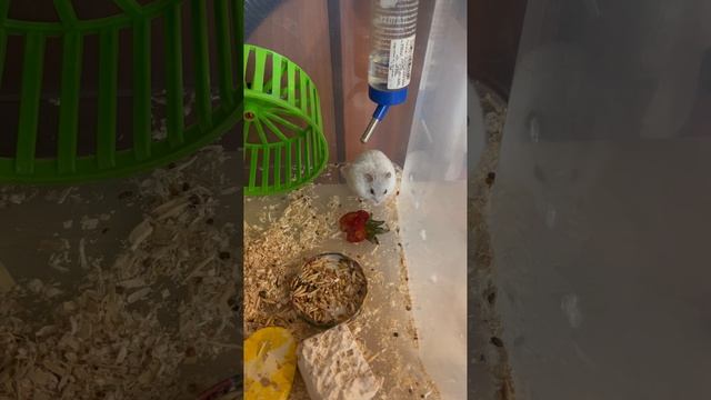 Хома, ешь клубничку! часть 1