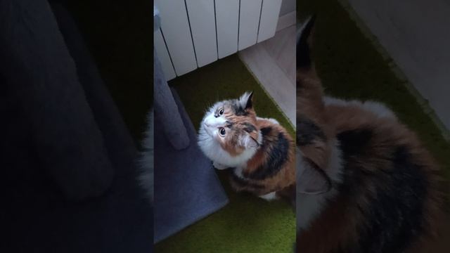 Эксклюзивное видео😸 : Справедливый разговор ( Видео взято из нашего Телеграм канала! )