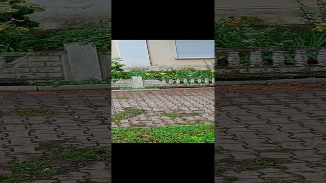 Цветочная красота-27 июля 2024 год,в Артеме , Приморский край.