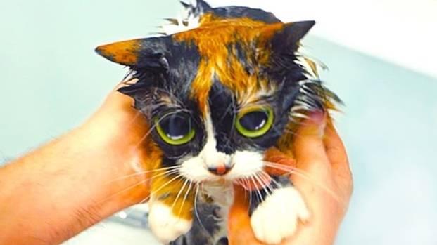 7 ЛАЙФХАКОВ КОТОРЫЕ УПРОСТЯТ ЖИЗНЬ КОТА!