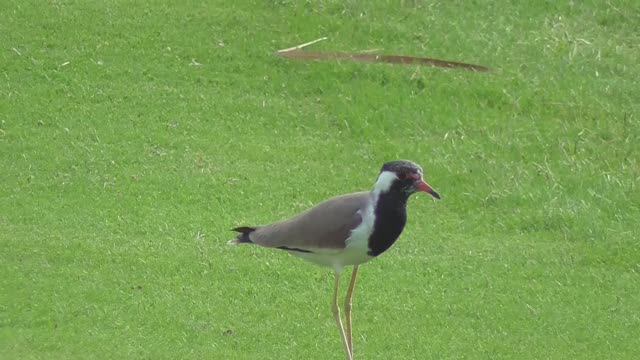 ОАЭ 2017 5 часть до 5 Гб