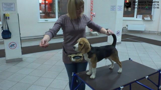 Бигль Багги. Занятие в хендлинг-зале Дог-центра (подготовка к выставкам собак). Тольятти, 18.01.2019