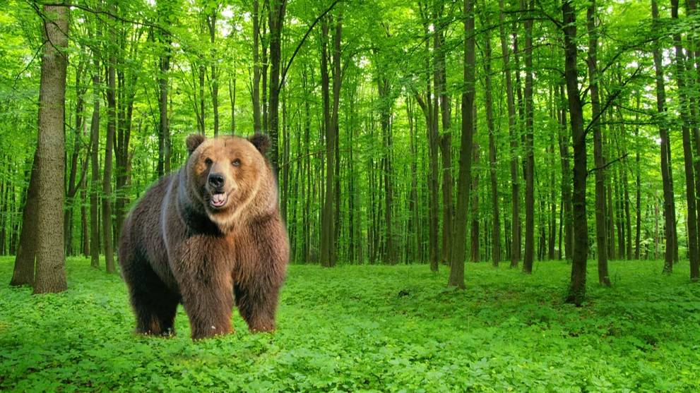 Мишка в тайге!