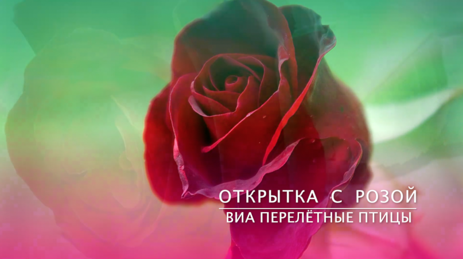 Открытка с розой