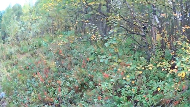 1 - Сходили в пеший поход на Старый карьер 68.929672° 33.087224° Кёкусинкай Карате. ЦСП «Тэнгу Про»