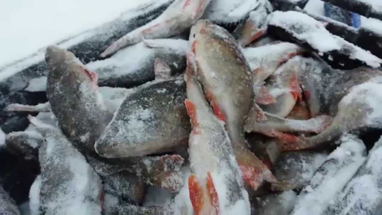 Ладожская рыба. Какого размеры раба в Ладожском озере. Рынок Сясьстрой.