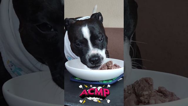 АСМР Кусочки говядины! Что может быть вкуснее 👂 #асмр #мукбанг #стаффи #еда #говядина #животные