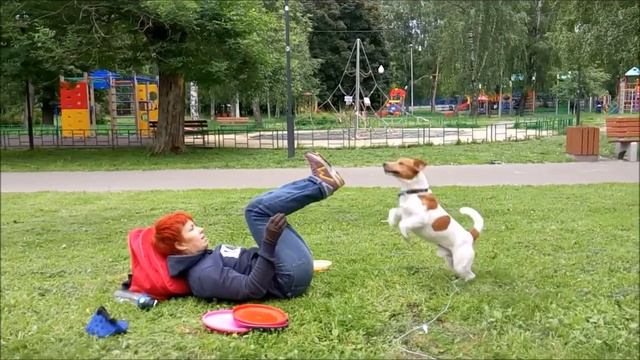 Люблю фризби! - джек рассел терьер Нильс )).mp4