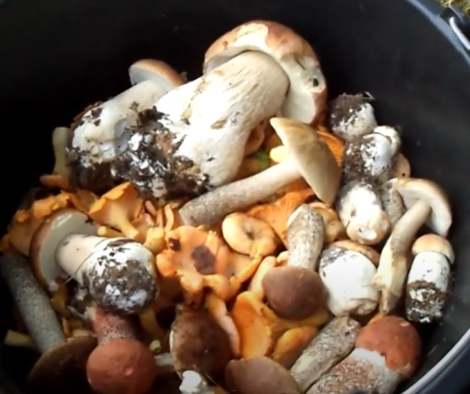 Грибы в июле. Подмосковье  белые грибы и другие.