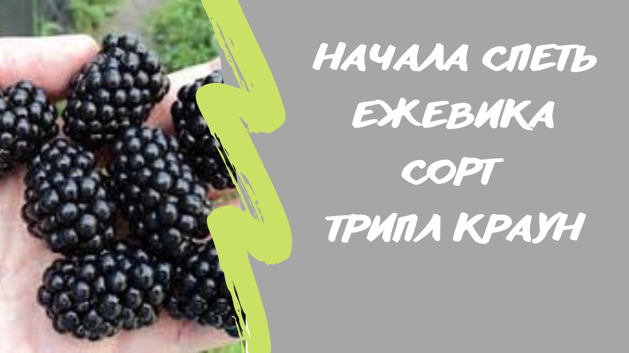 6 августа. Подмосковье. Спеет ежевика? Triple Crown (Тройная Корона).