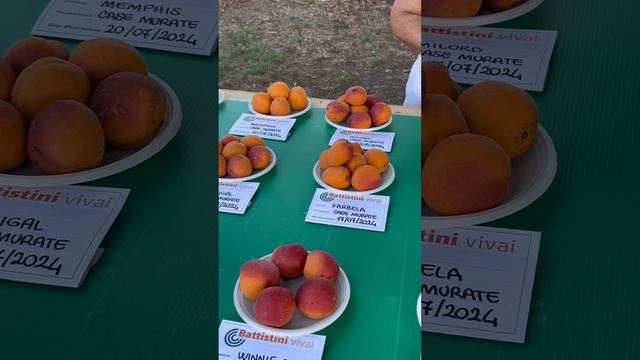 Абрикосы. Часть 5