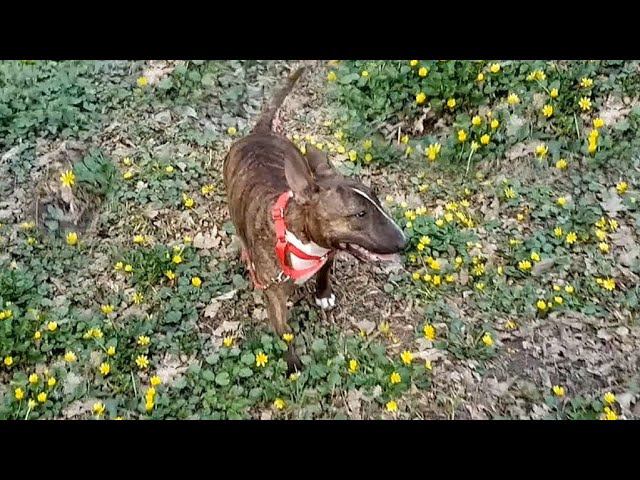 Хочу на ручки! А бегать буду только в парке. Минибуль Юмми