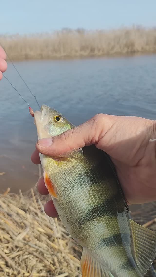 КРУПНЫЙ ОКУНЬ НА ПОПЛАВОЧНУЮ УДОЧКУ НА ЧЕРВЯ!ОТЛИЧНАЯ ПОГОДА ОТЛИЧНЫЙ ОКУНЬ👍