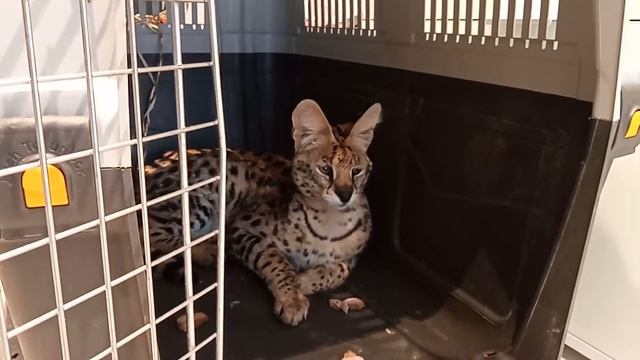 Убежал Сервал как найти и поймать.mp4