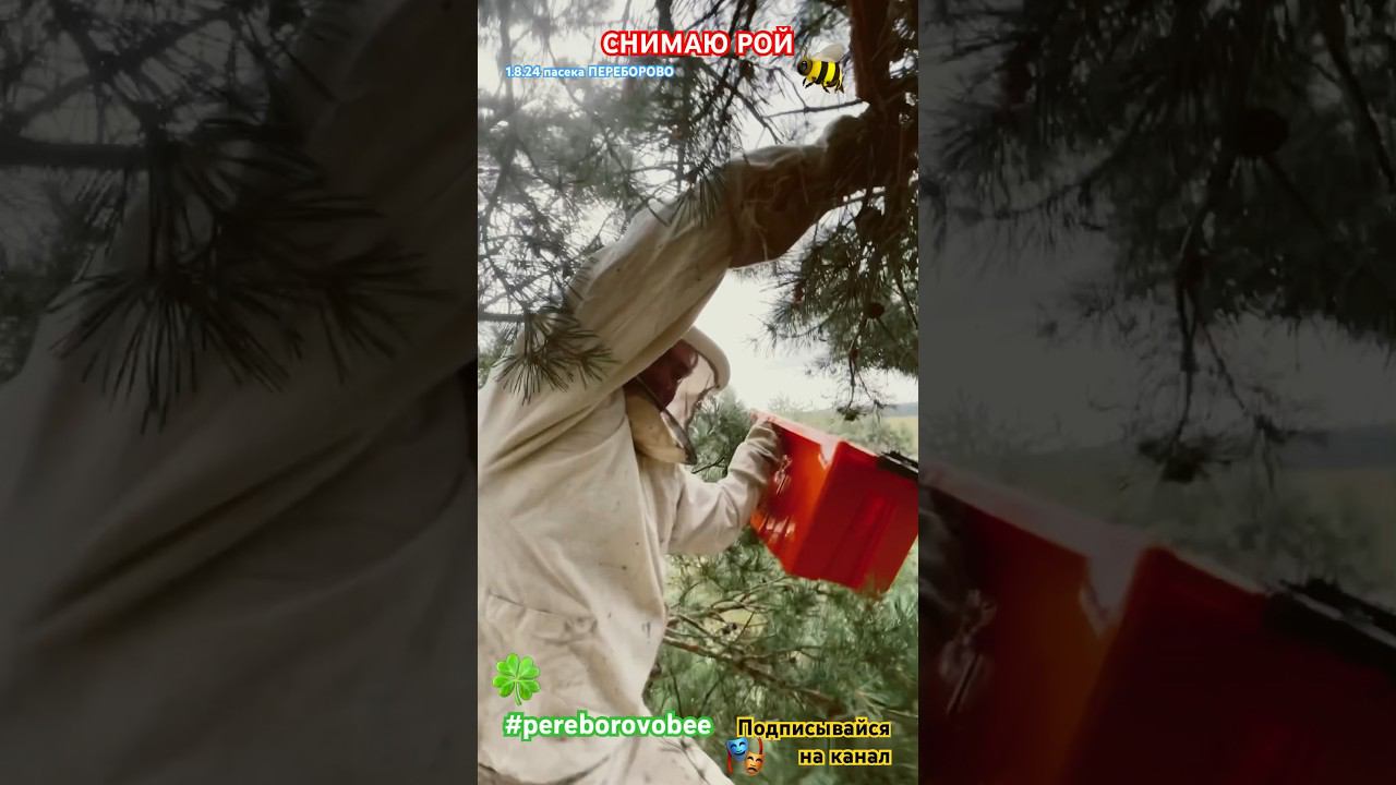 Снимаю рой! ПАСЕКА! #pereborovobee #пасека #пчеловодство #honey #bee #рой #природа