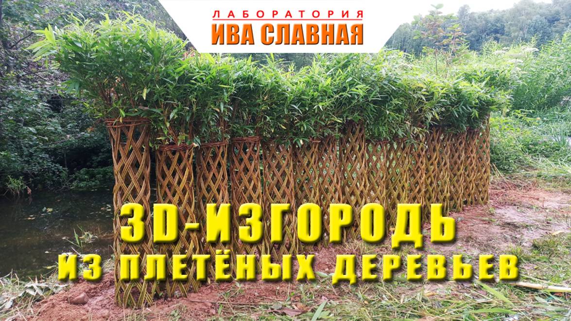 Лаборатория Ивы Славной: 3D изгородь из плетёных деревьев (29.07.2024)