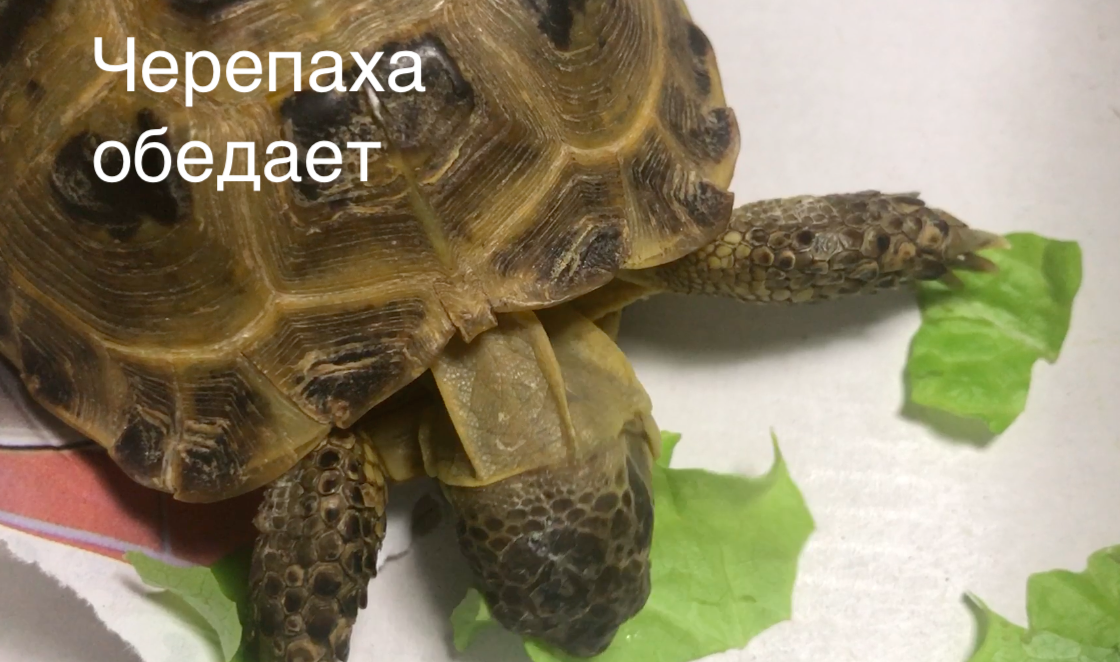 Черепаха за поеданием листьев