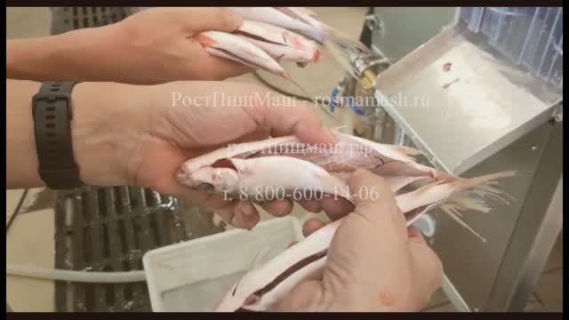 Обзор удаления внутренностей у мелкой рыбы на SY-1000  от РостПищМаш