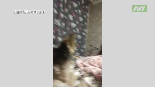 Нижневартовск пропал йоркширский терьер.mp4