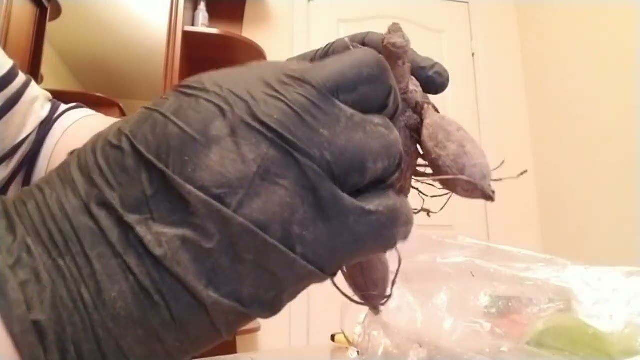 Весенняя подготовка георгина.