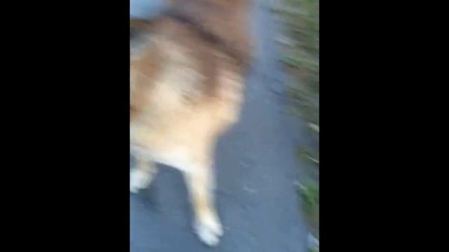 Зоська, Ганька и немного Деньки