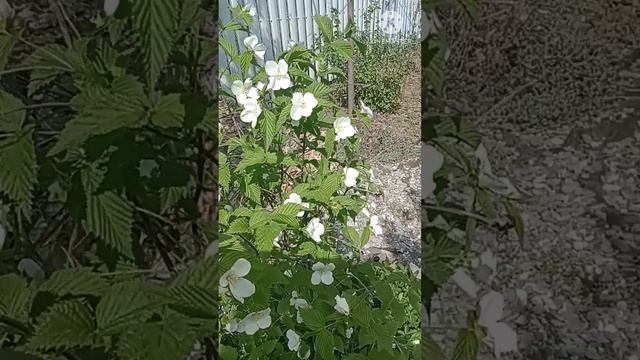 Розовик Керивидный. По-японски элигантен. #Shorts