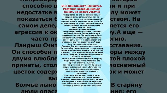 Эти растения привлекают несчастья.