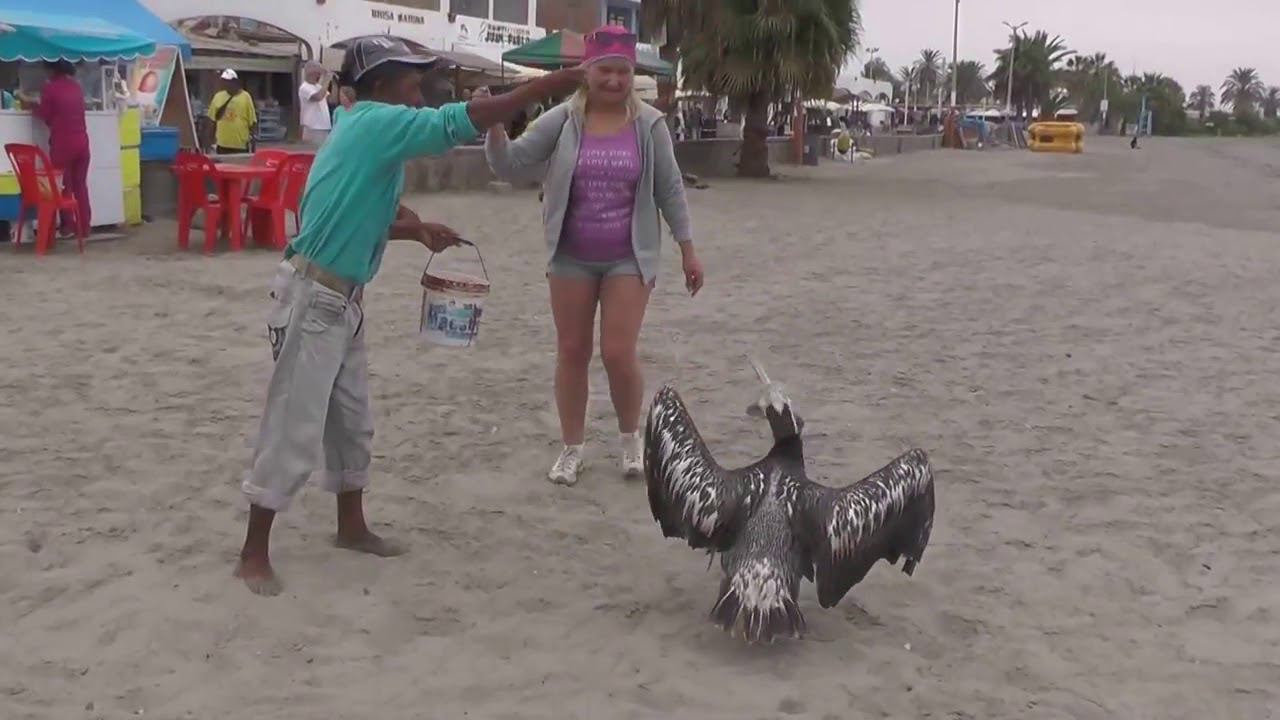 Наталка кормит пеликана