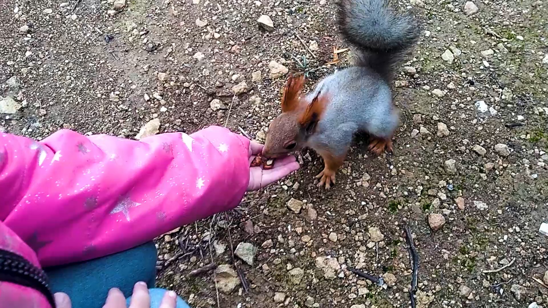 Крым Севастополь парк победы встретили белок 2021.