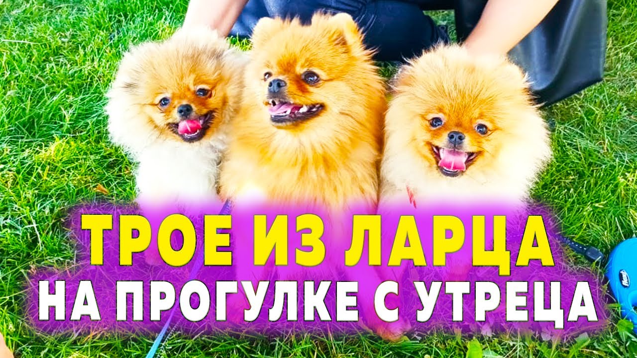 Шпиц мисс Николь ревнует. Щенок шпица Юни на прогулке с мамой Бэллой. Жара в Сибири