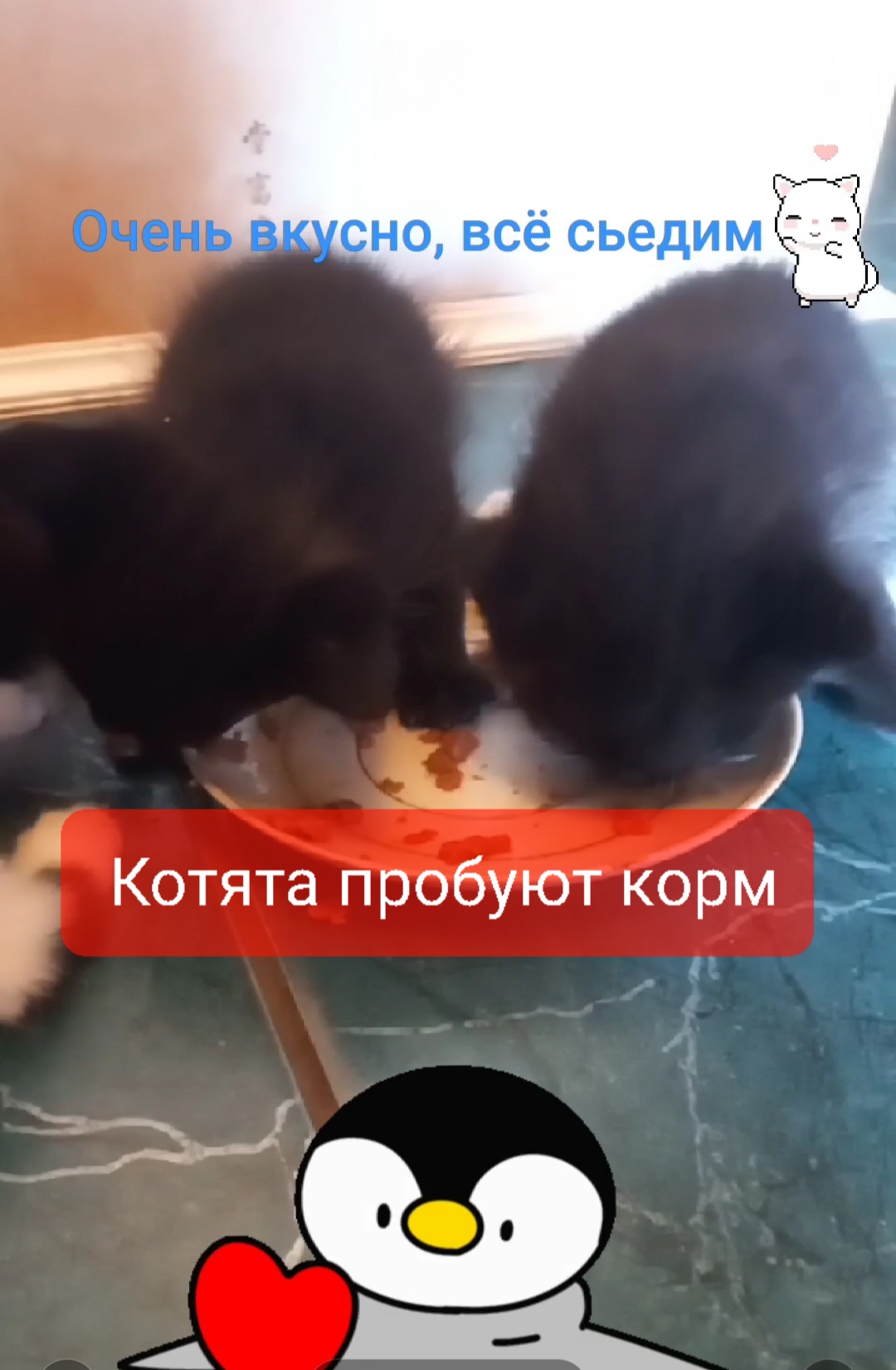 Маленькие котята пробуют корм.