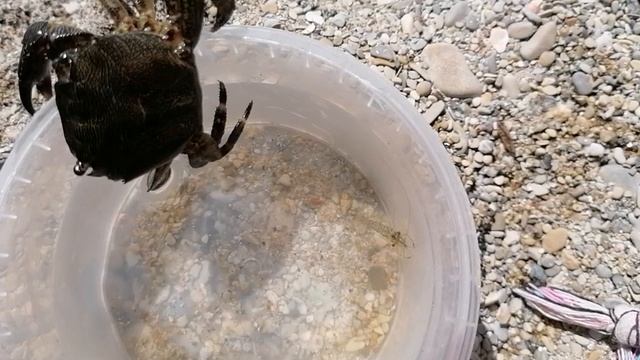 Краб из Черного моря. Поймали краба в море. В мире животных. Канал Тутси Влог.