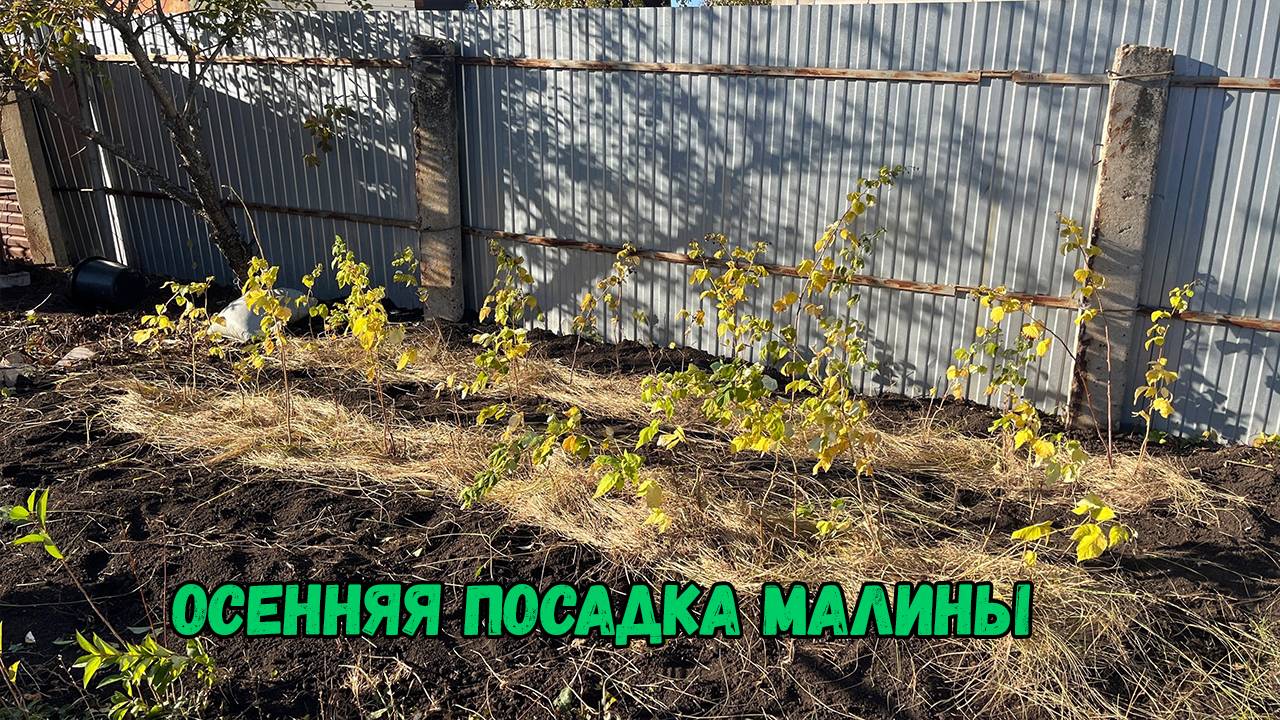 Осенняя посадка малины
