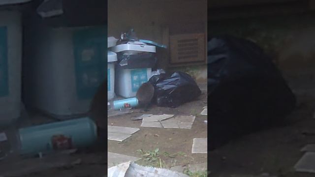 Довольный ёжик