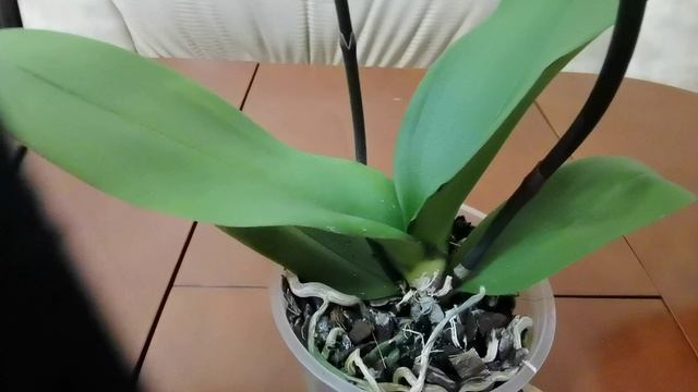 Орхидея Биглип Пелорик из магазина ФЛОРЭВИЛЬ?что с ней не так