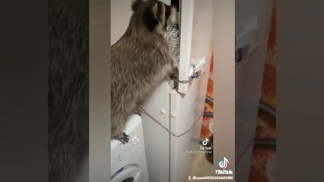 енота не обмануть