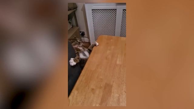 ПРИКОЛЫ С КОШКАМИ №467 Смешные Коты И Котята! Самые Милые И Прикольные!.mp4