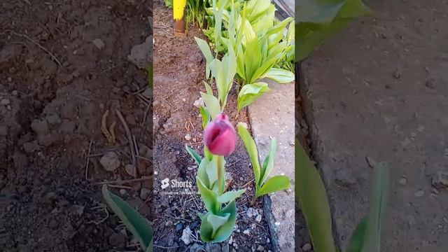 Черные тюльпаны и белые мускарики.