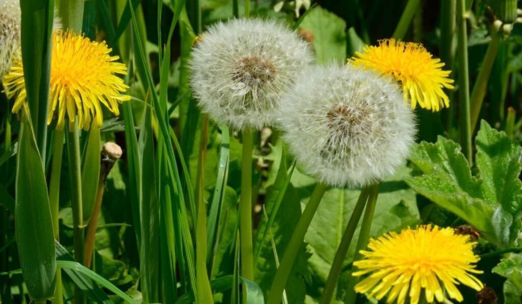 Одуванчиковое Вино.MOV