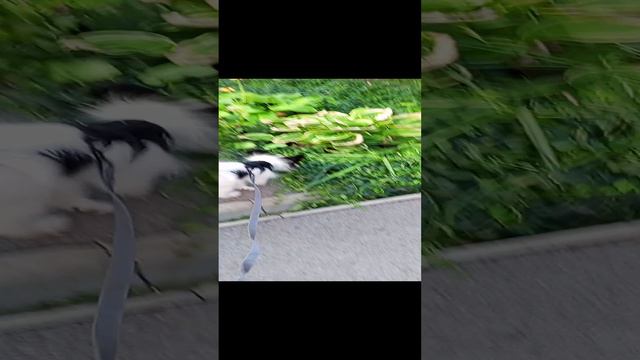 привет от Собакина часть 2