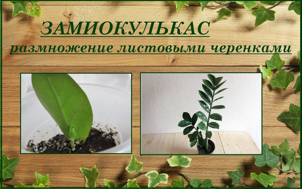 Как вырастить замиокулькас (долларовое дерево) из листа